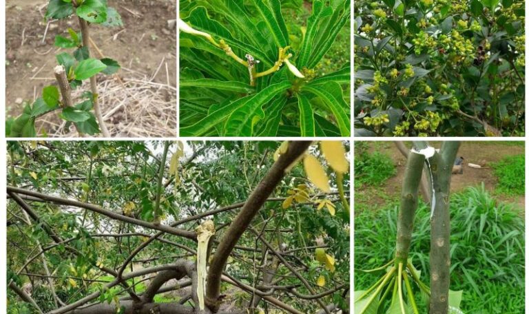 Stop Destroying Nature! – Anandvan Foundation